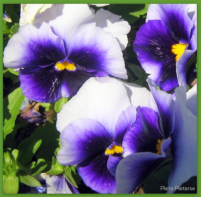 "Pansy ... Gesiggies" by Pieta Pieterse | Redbubble