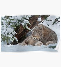Canada Lynx: Gifts & Merchandise | Redbubble