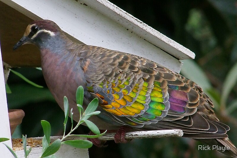 "Bronzewing Pigeon two" by Rick Playle | Redbubble