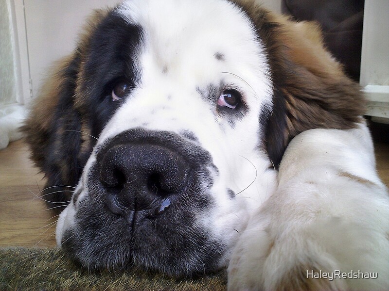 "Beautiful Saint Bernard puppy relaxing" by HaleyRedshaw | Redbubble
