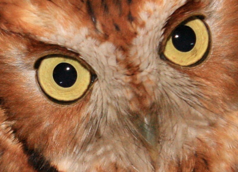 "Owl Eyes" by Marcella Hadden | Redbubble