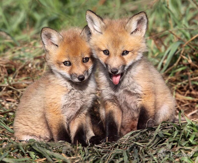 "Laughing At The Photographer / Fox Kits" Posters by Gary Fairhead ...