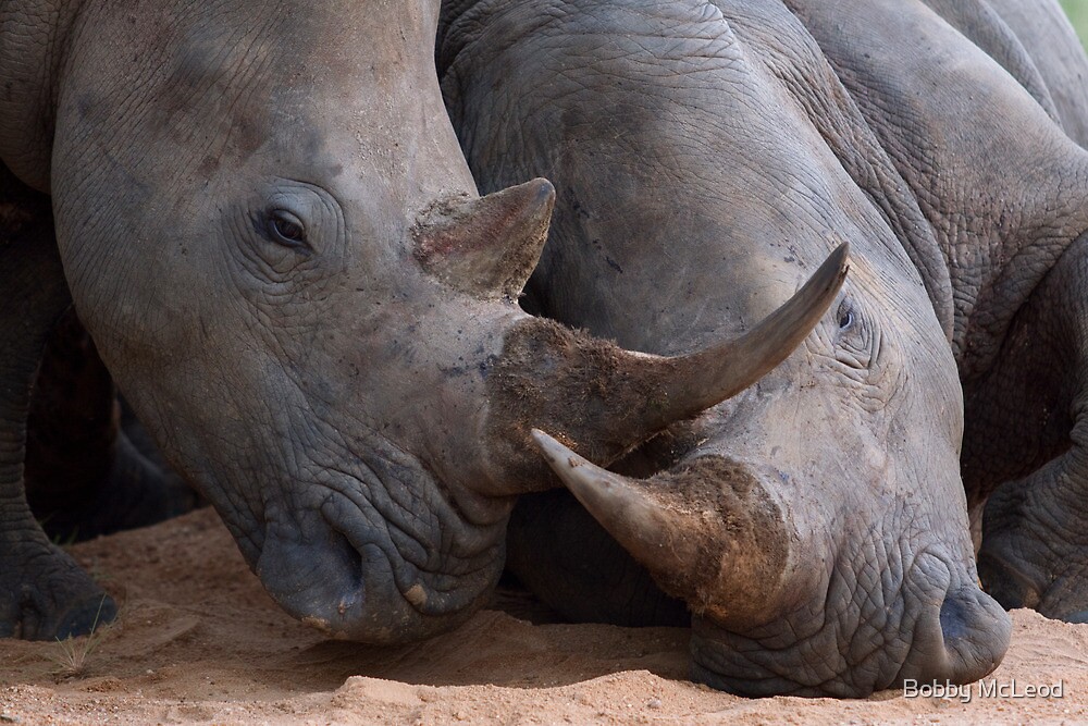"Rhino Love" by Bobby McLeod | Redbubble
