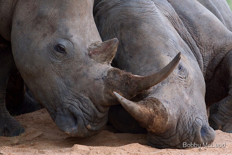 "Rhino Love" by Bobby McLeod | Redbubble