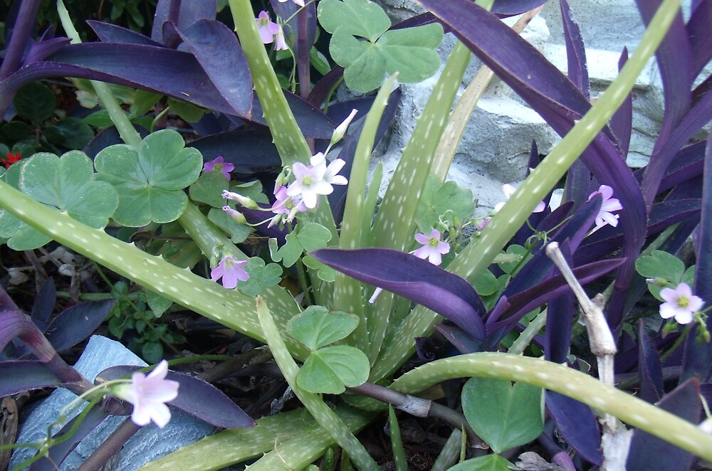"Purple and Aloe" by kim baker | Redbubble