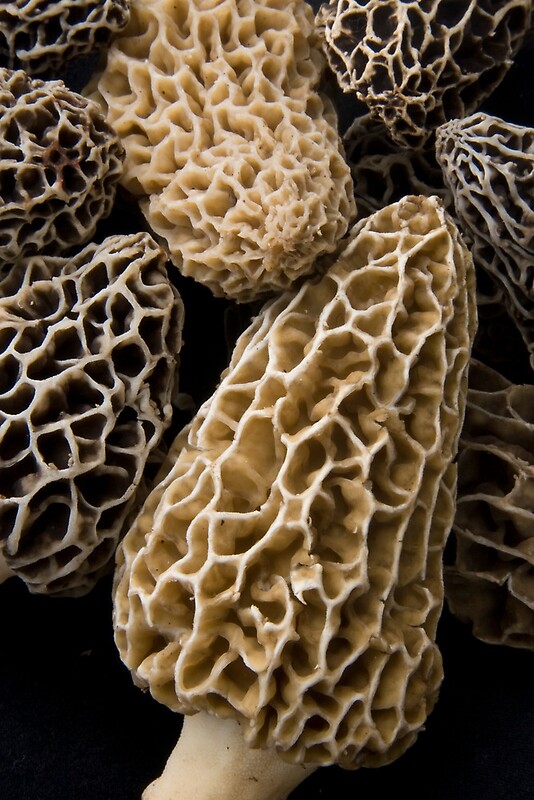 "Oregon River Morels" by OrPhotoJohn | Redbubble