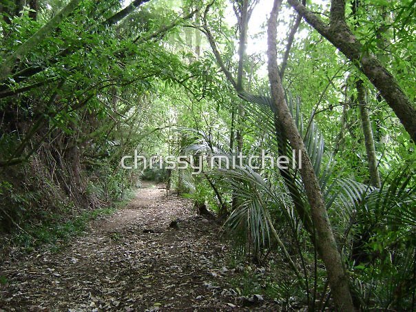 "Old Coach Road Track - Waitakere Ranges to the Fairy Falls." by ...