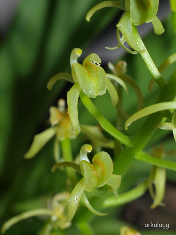 "Yellow Rock Orchid, Cestichis reflexa" by orkology | Redbubble
