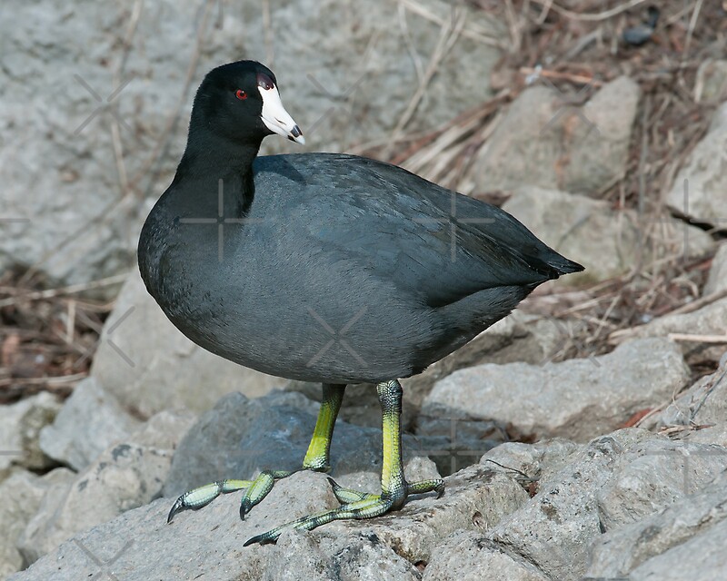 "American Coot" by (Tallow) Dave Van de Laar | Redbubble