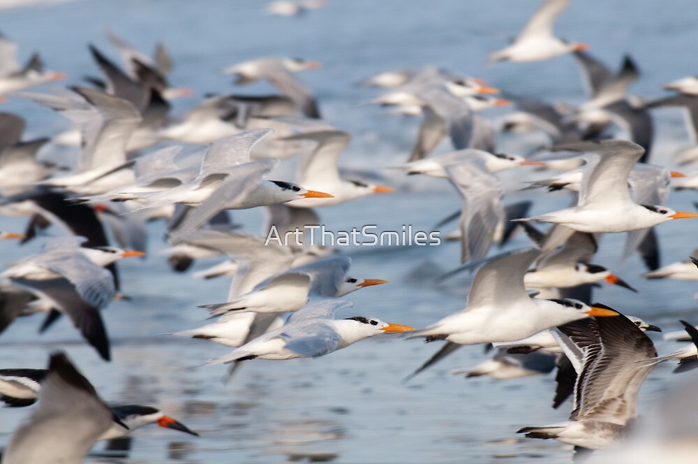""Flying Wings" - shore birds flying" by ArtThatSmiles | Redbubble