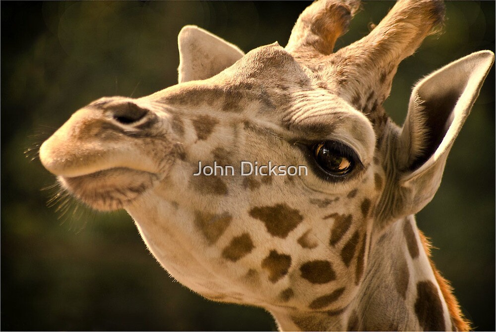 "G'raffe" by John Dickson | Redbubble