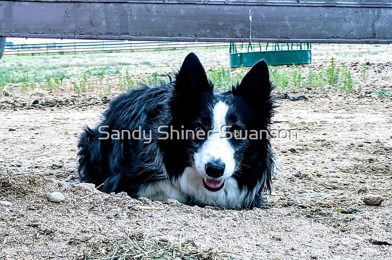 "Cody the Ranch Hand" by Sandy Shiner-Swanson | Redbubble