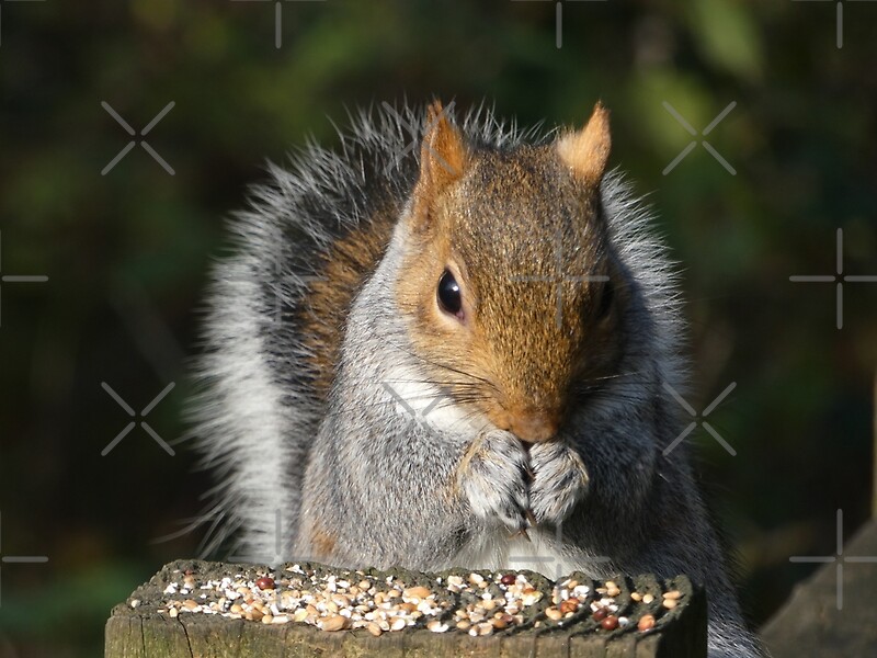 "Squirrel Square Meal" by Yampimon | Redbubble