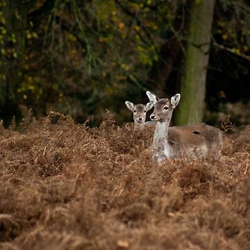 "Fallow deer " Sticker for Sale by Kerrie-Ann Ellison | Redbubble