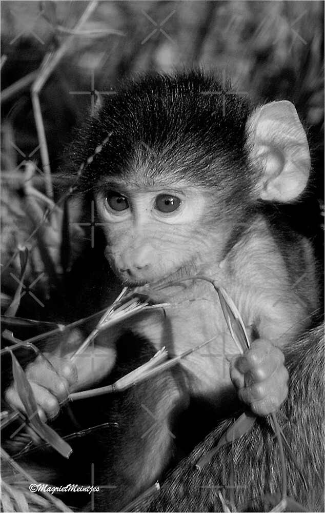 "NOT BAD! - THE BABY - CHACHMA BABOON - Papio ursinus" by Magriet ...