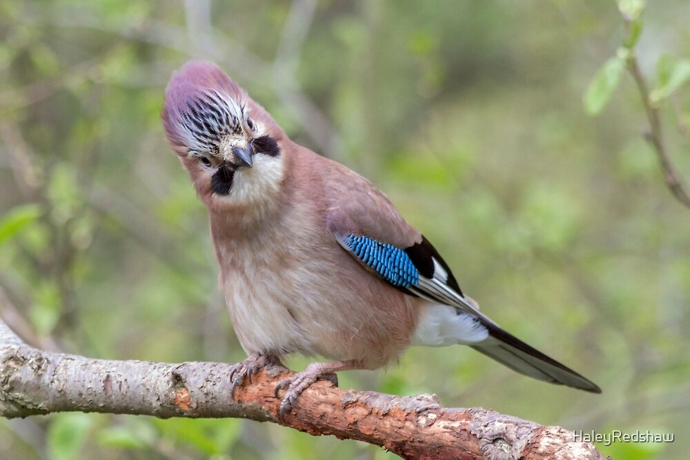"Shy colourful Jay bird" by HaleyRedshaw | Redbubble