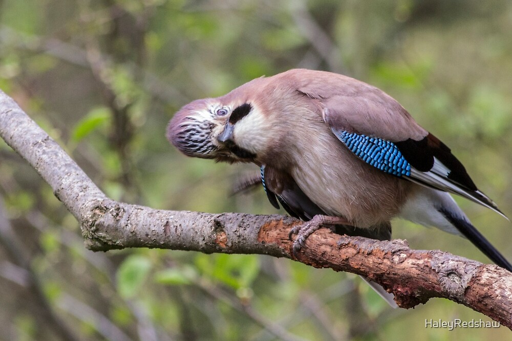 "Curious beautiful Jay bird" by HaleyRedshaw | Redbubble