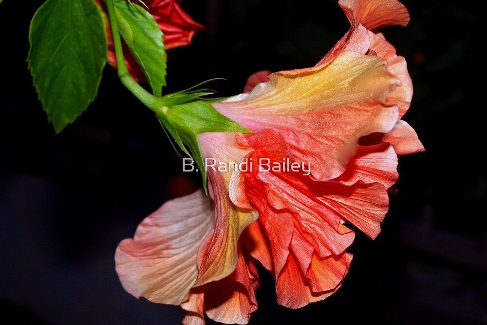 "Flamenco dancing hibiscus" by B. Randi Bailey | Redbubble