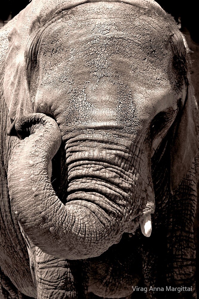 "Sad Elephant" by Virag Anna Margittai | Redbubble