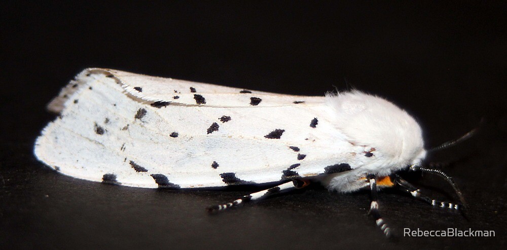 "Salt Marsh Moth" by RebeccaBlackman | Redbubble