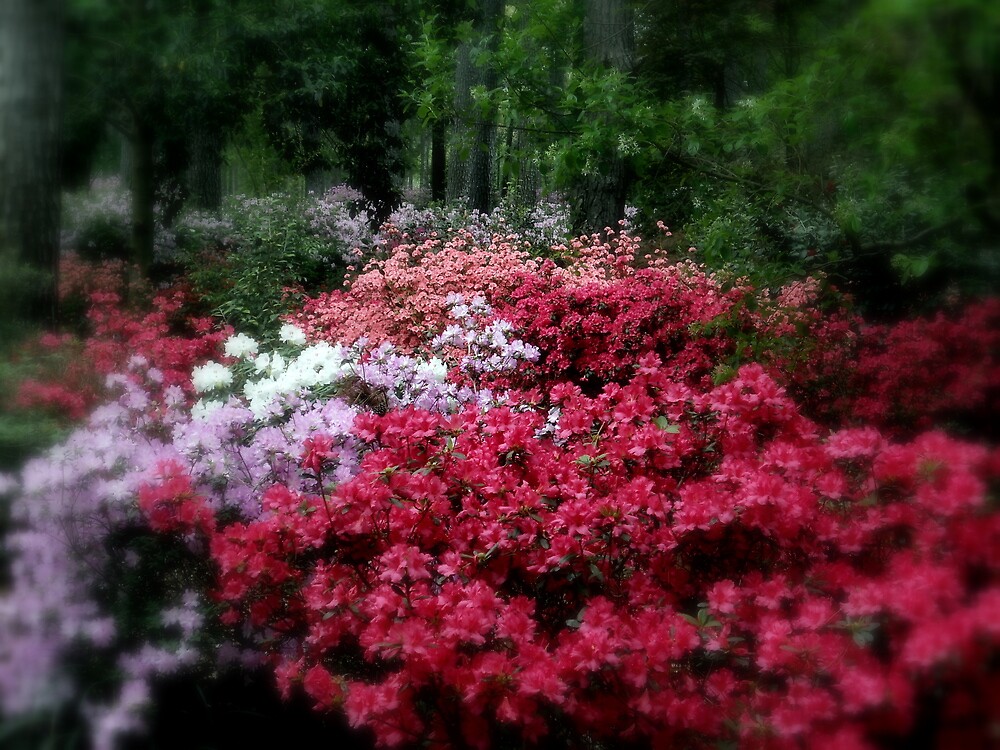 "A Carpet of Azaleas in Ruby M. Mize Azalea Garden" by Dawn di Donato ...