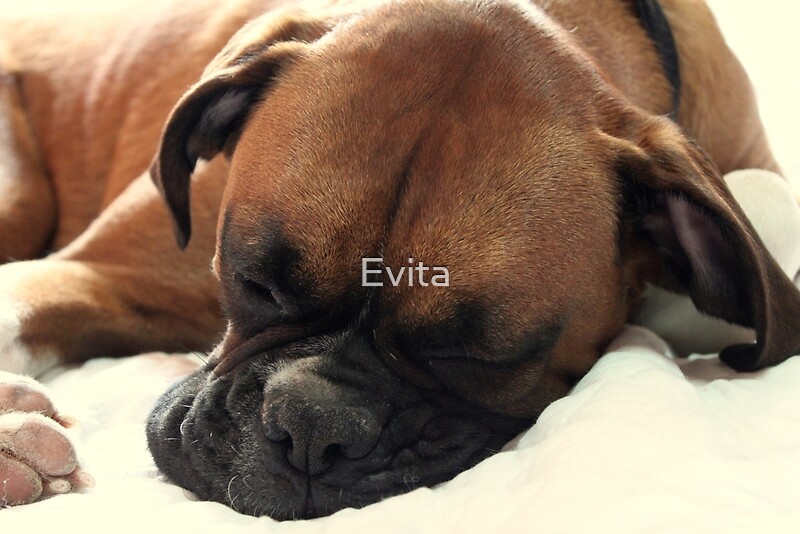 "Afternoon Nap - Boxer Dogs Series" by Evita | Redbubble