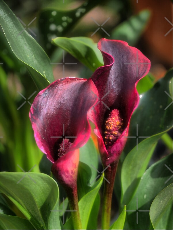 "Calla Lily "Rudolph"" by Larry Davis | Redbubble