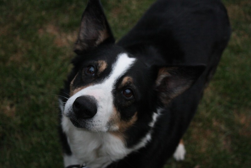 "Brock the border collie cross" by Joanne Plimmer | Redbubble