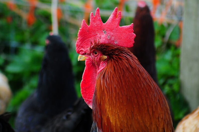 "this cock a doo dill do" by indianpeteee | Redbubble