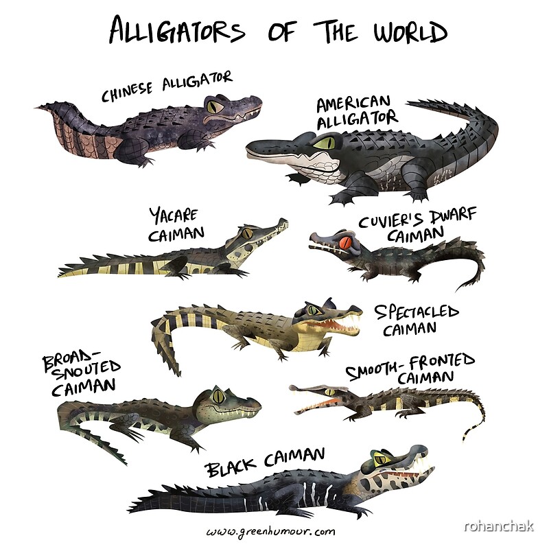 "Alligators of the World" by rohanchak | Redbubble