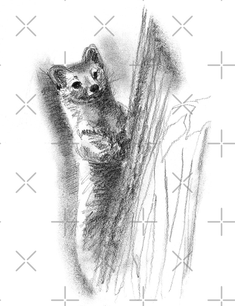 "Sable marten sketch" by belettelepink | Redbubble
