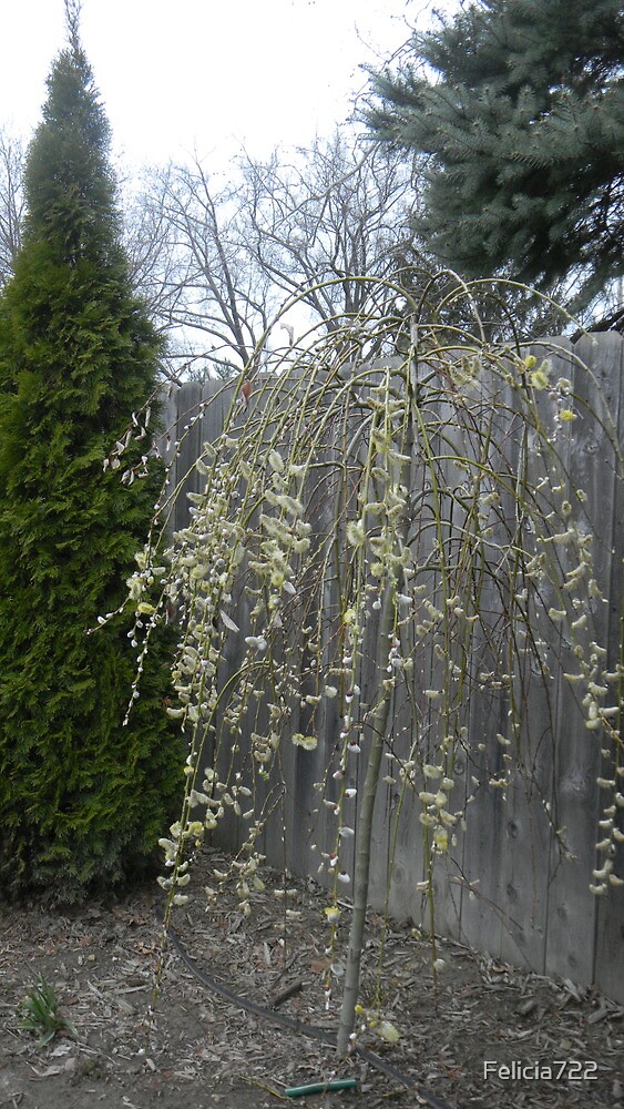 "Small Weeping Willow Flowering Tree" by Felicia722 | Redbubble