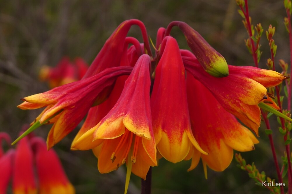 "Australian Christmas Bells " by KiriLees | Redbubble