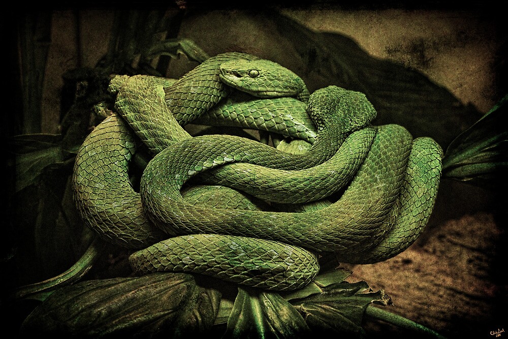 "SNAKES ALIVE!!!" by Chris Lord | Redbubble