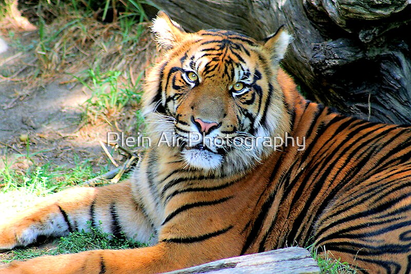 "Tiger At Rest - 2009" by Randall Faulkner | Redbubble