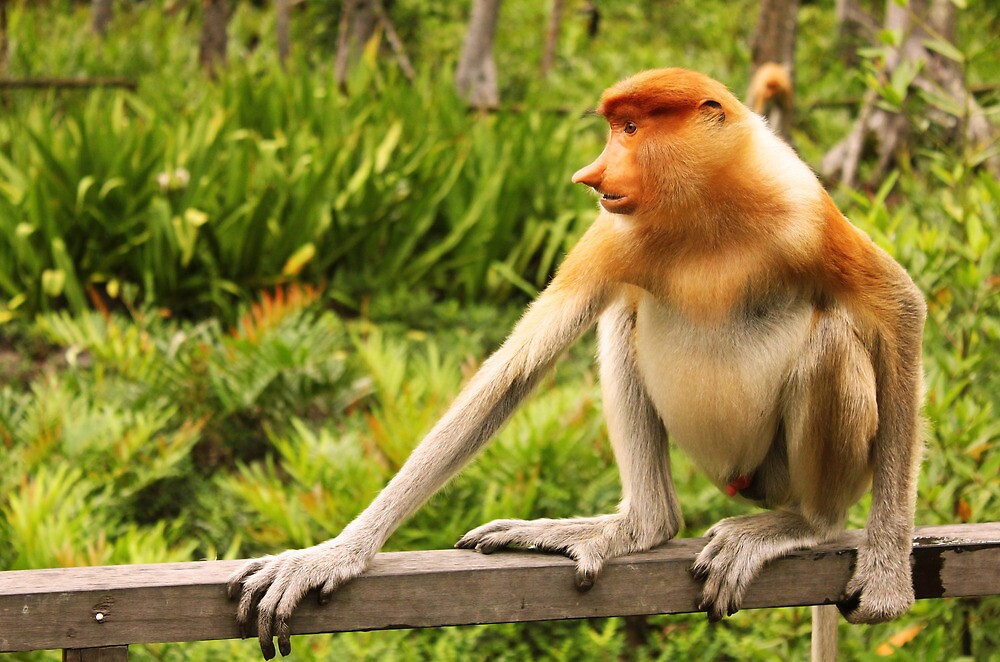 "The Endangered Species - Proboscis Monkey" by SCDigitalPhoto | Redbubble