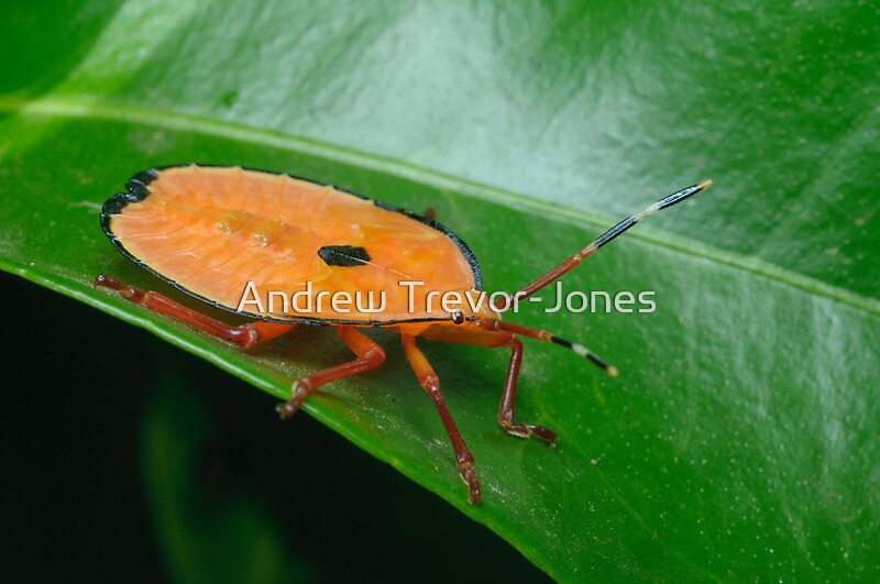 "Bronze Orange Stink Bug Nymph - Musgraveia sulciventris" by Andrew ...