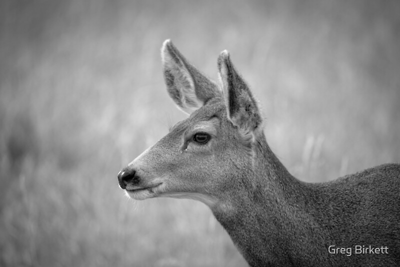 "Watchful Doe B&W" by Greg Birkett | Redbubble