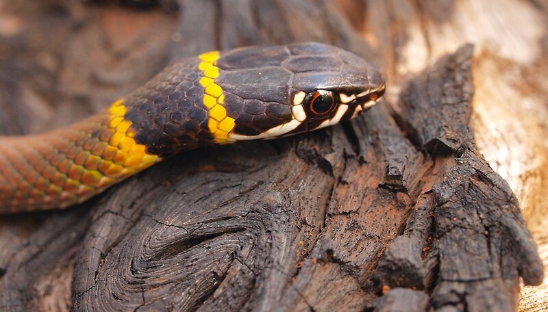 "Collared whip snake" by Richard Duffy | Redbubble