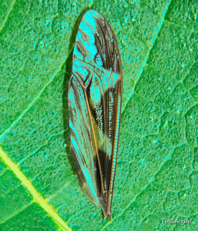 "lost wing" by TessAndre | Redbubble