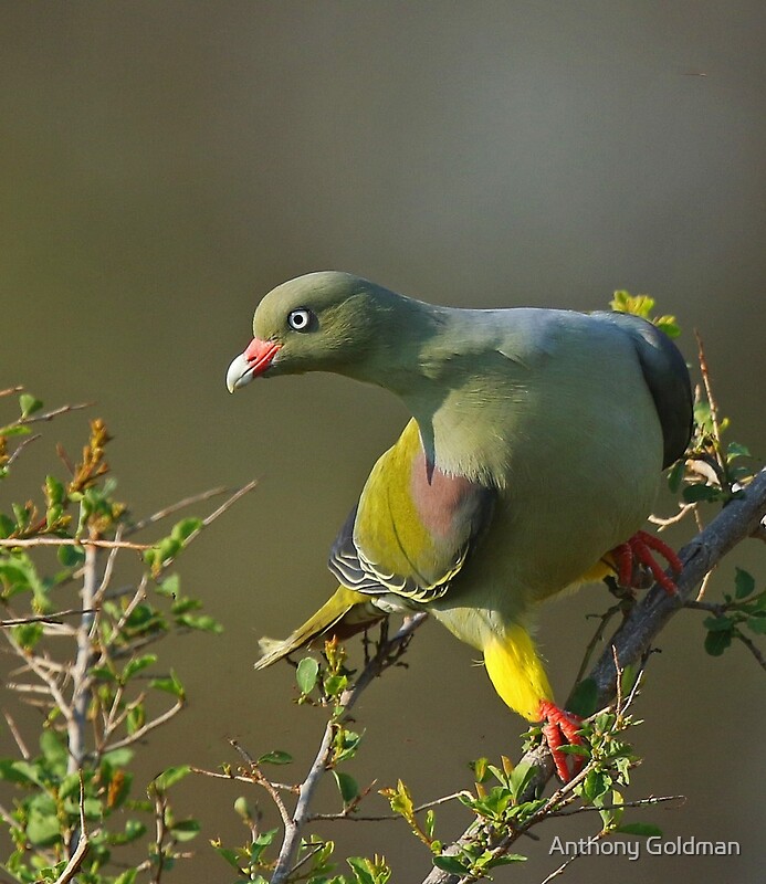 "Green Pigeon!" by Anthony Goldman | Redbubble