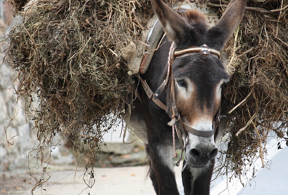 "Pack mule" by Virtuosa | Redbubble