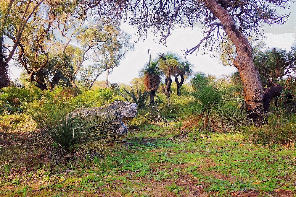 "A bit of Aussie bush HDR" by georgieboy98 | Redbubble