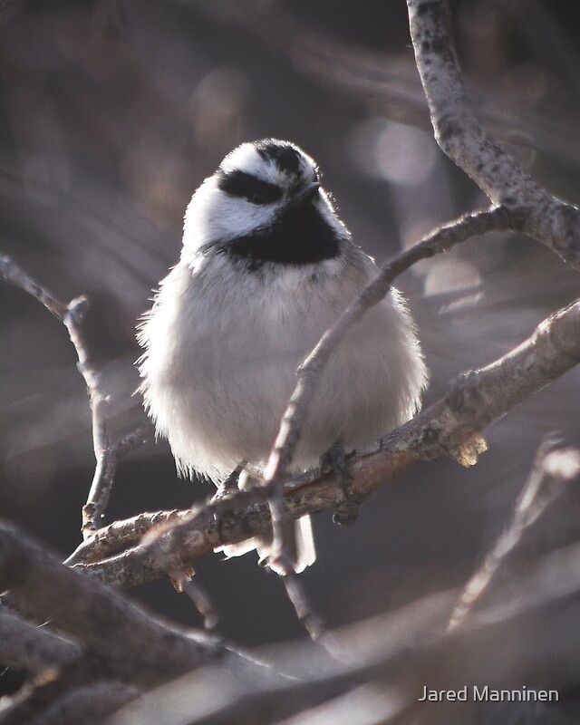 "Fluffy Mountain Chickadee" by Jared Manninen | Redbubble