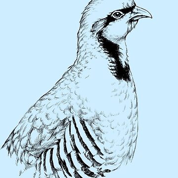 "Chukar Partridge Portrait (bright background)" Sticker for Sale by ...