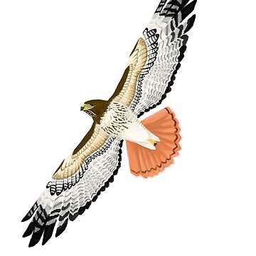 "Red-Tailed Hawk" Sticker for Sale by Percy Ulsamer | Redbubble