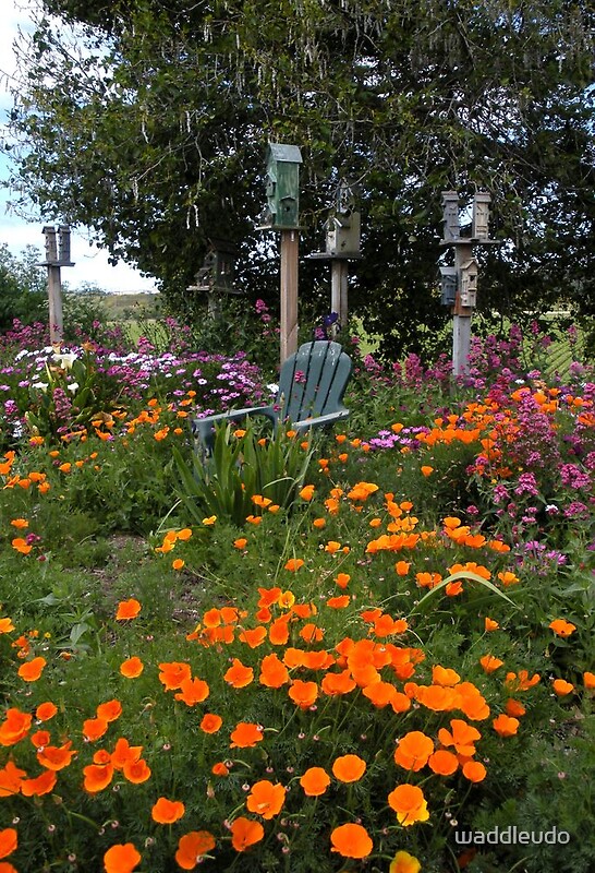 ""POPPY EXPLOSION"" by waddleudo | Redbubble