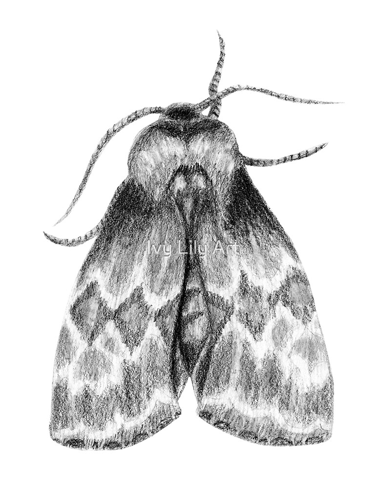 "Moth Insect Pattern Pencil Drawing" by Katri Ketola | Redbubble