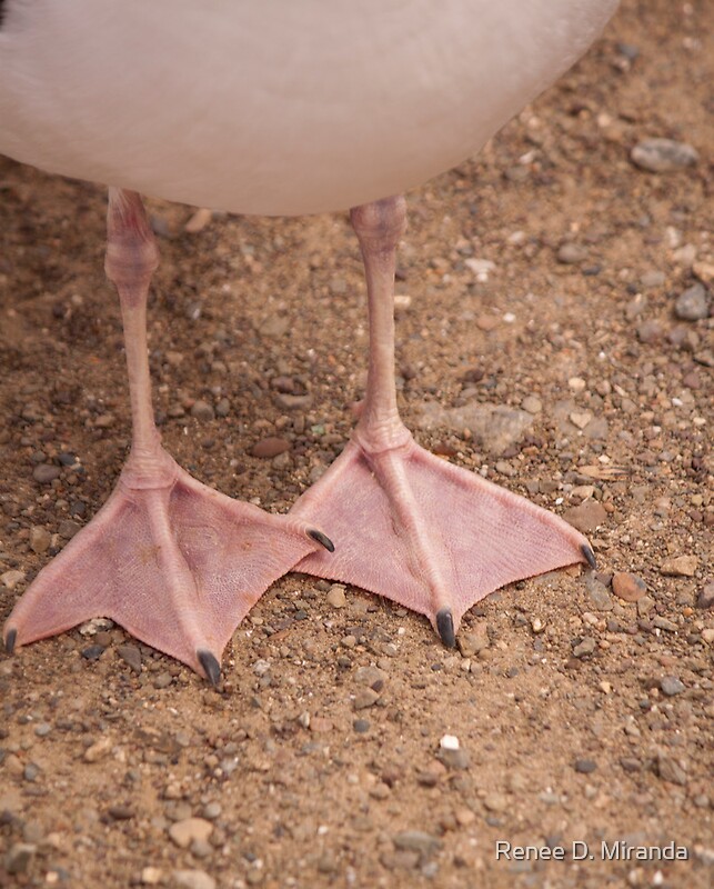 "Cute Seagull Feet" by Renee D. Miranda | Redbubble