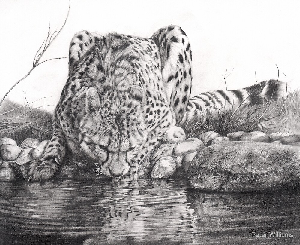 "Oasis cheetah pencil drawing" by Peter Williams | Redbubble